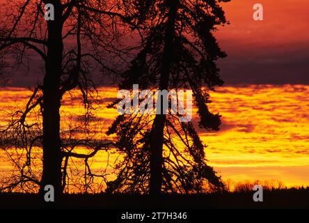 Ranch tree sunrise near Fort Klamath, Klamath County, Oregon Stock ...