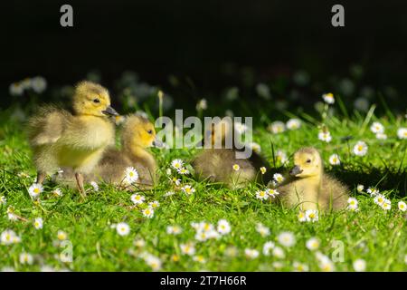 Soft golden Canada goose gosling group in grass and daisy flowers with ...