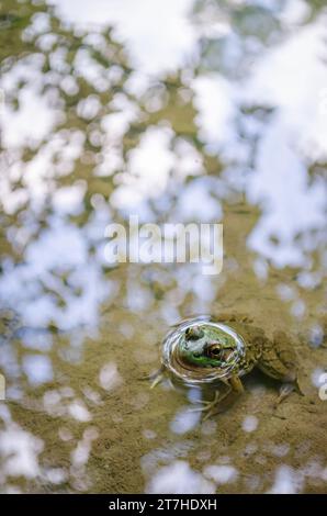 A Cute Frog Relaxing in a Steam in Zoar Valley Stock Photo - Alamy