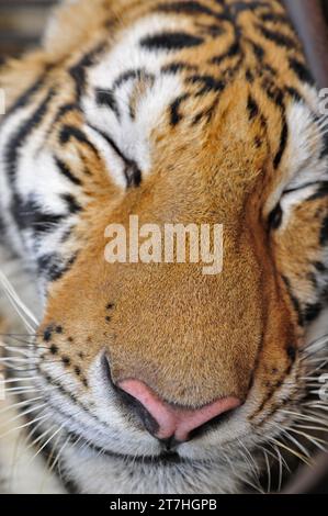 The tiger's nose, close-up pictures Stock Photo - Alamy