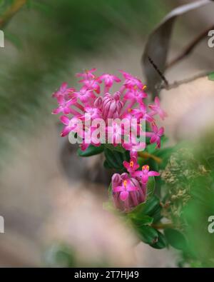 Pink Rice Flower, Pimelea ferruginea, also known as Coastal Banjine ...