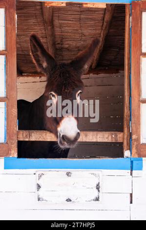 donkey looking out of a window Stock Photo - Alamy
