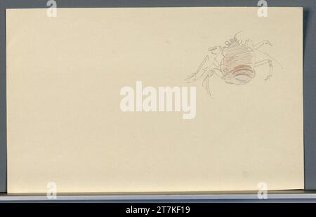Marie Lippert-Hoerner Water flea. Pencil Stock Photo - Alamy