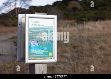 Ash die back signs Cheddar wildlife reserves 2023 Stock Photo - Alamy