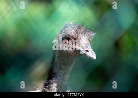 Captivating image of the Emu, Australia's iconic flightless bird ...