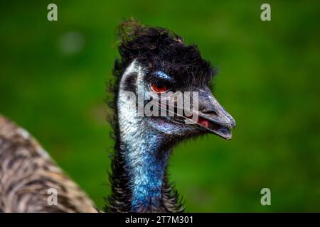 Captivating image of the Emu, Australia's iconic flightless bird ...