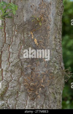 Eichen-Prozessionsspinner, Prozessionsspinner, Eichenprozessionsspinner ...