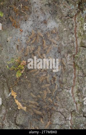 Eichen-Prozessionsspinner, Prozessionsspinner, Eichenprozessionsspinner ...