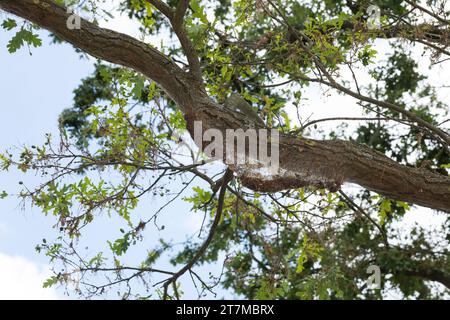 Eichen-Prozessionsspinner, Prozessionsspinner, Eichenprozessionsspinner ...