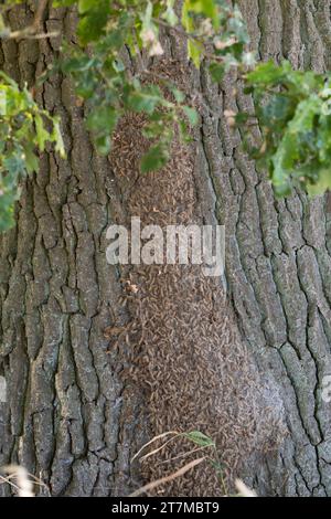 Eichen-Prozessionsspinner, Prozessionsspinner, Eichenprozessionsspinner ...