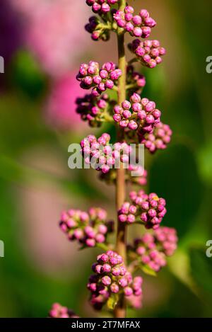Rose Spirea (Spiraea douglasii Stock Photo - Alamy
