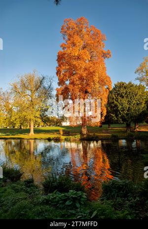The yellow fall colours of the Tulip Poplar tree Stock Photo - Alamy