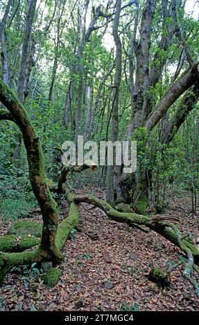 Loro or laurel canario (Laurus novocanariensis or Laurus canariensis ...