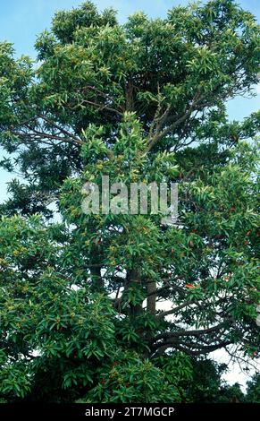 Viñátigo (Persea indica) is a tree endemic of Macaronesia Region ...
