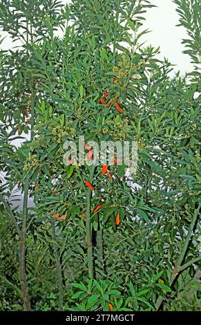 Viñatigo (Persea indica) is a evergreen tree endemic to Macaronesia ...