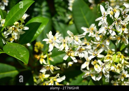 Palo blanco (Picconia excelsa) is an evergreen tree endemic to ...