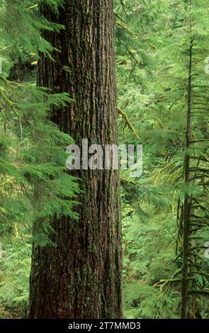 Doerner Fir-worlds largest Douglas fir (Pseudotsuga menziesii), Coos ...