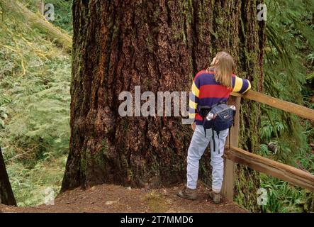 Doerner Fir-worlds largest Douglas fir (Pseudotsuga menziesii), Coos ...