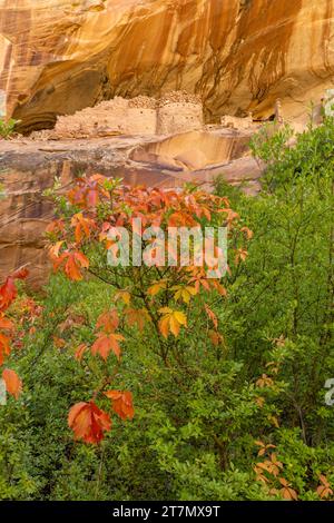 Monarch Cave Ruins, an Ancestral Puebloan cliff dwelling in a side ...