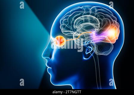 Visual system and eye anatomy illustration background Stock Photo - Alamy
