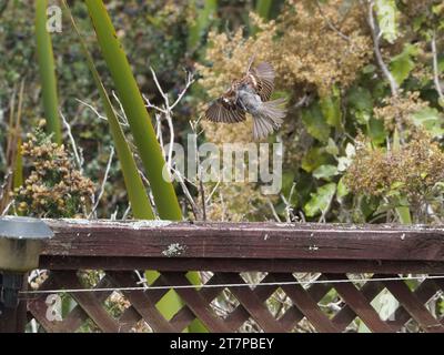 Sparrow taking off from fence Stock Photo - Alamy