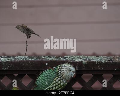 House Sparrow taking off in flight from snow platform Stock Photo - Alamy