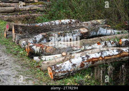 Stack of European white birch (Betula pendula) wood. Carpathian ...