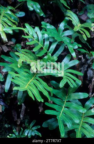 Ferns growing on tree along Sutton Trail, Siuslaw National Forest ...