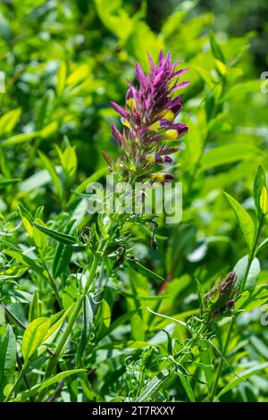 Flowering field cow-wheat. Melampyrum arvense . beautiful wildflowers ...