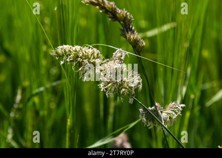 Wild grasses against sunset in springtime in front of north atlantic ...