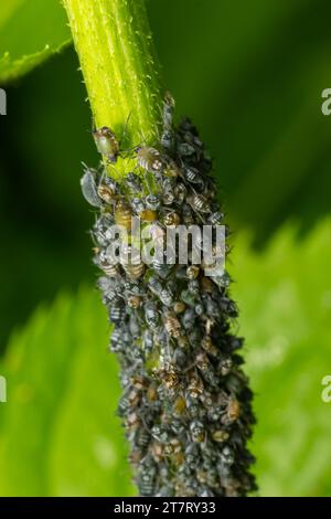 Aphids curled foliage, close up Leaf curled on cherry tree, Prunus sp ...