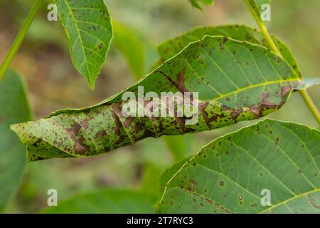WALNUT LEAF BLOTCH (Gnomonia leptostyla) ON DEVELOPING WALNUTS Stock ...