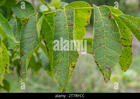 WALNUT LEAF BLOTCH (Gnomonia leptostyla) ON DEVELOPING WALNUTS Stock ...