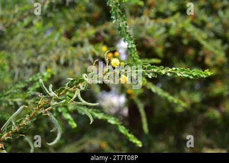 Kangaroo thorn (Acacia paradoxa Stock Photo - Alamy