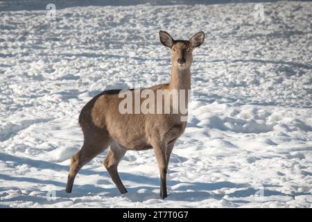 Brown female deer on a snowy hill in Park City Utah on a sunny winter ...