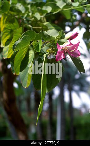 Orchid tree or mountain ebony (Bahuinia variegata) is a deciduous tree ...