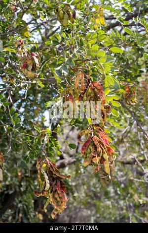 Tara (Caesalpinia spinosa Stock Photo - Alamy
