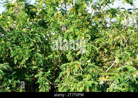 Natal laburnum (Calpurnia aurea) is an evergreen tree native to ...