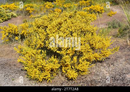 Abrojos or piorno erizo (Genista hystrix) is a spiny shrub endemic to ...