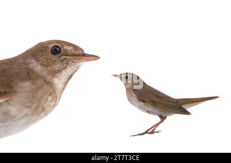nightingale isolated on white background Stock Photo - Alamy