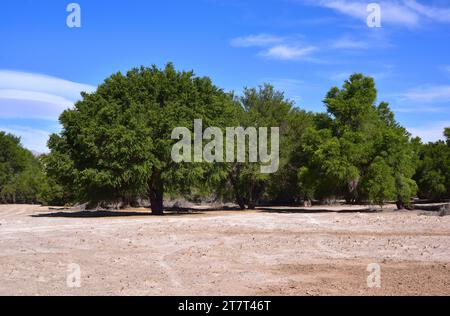 Tamarugo tree (Prosopis tamarugo), Atacama, Chile Stock Photo - Alamy