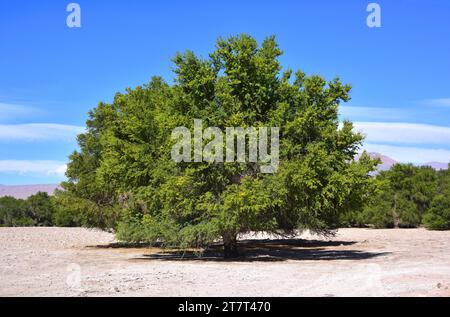 Tamarugo tree (Prosopis tamarugo), Atacama, Chile Stock Photo - Alamy