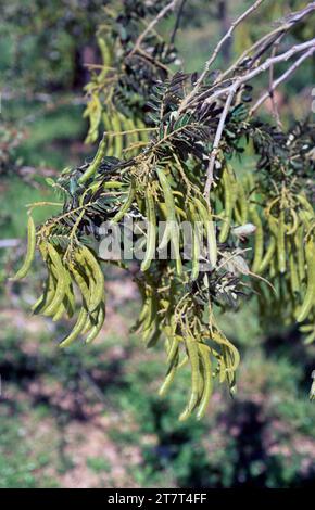 Fruits of the glandular senna (Senna multiglandulosa Stock Photo - Alamy