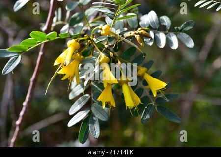 Mayo o mayu (Sophora macrocarpa) is an evergreen shrub or small tree ...