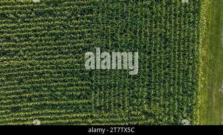 An Aerial Downward View of Green Corn Field in Perpendicular Rows to ...