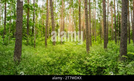 Green forest panorama with sharp foreground on sides and slightly out ...
