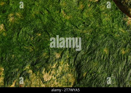 algae habitat in green colours on beach Stock Photo - Alamy