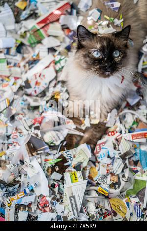 Cat Mess Destroy Shred Paper Naughty Feline Siamese Ragdoll Portrait ...