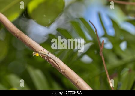 A flying dragon, Draco spp, an arboreal insectivore agamid lizard in ...