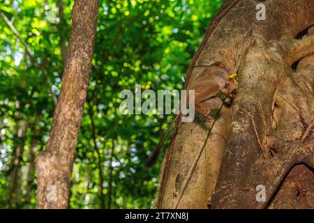 Spectral Tarsier (Tarsius tarsier) jumping on a grasshopper, Tangkoko ...